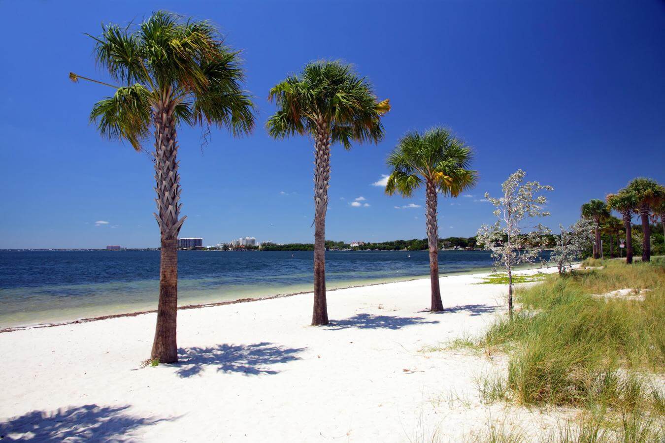 llᐈ 3 Mejores Playas que aceptan Perros en Miami en el 2026